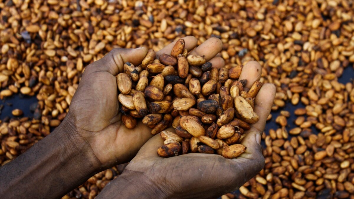 Ivory Coast Suspends Cocoa Export Contracts for Current Season