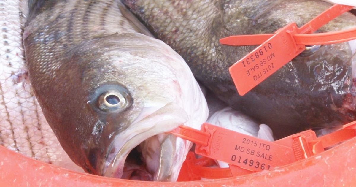 'Catch Shares' Aim for Sustainable Fishing
