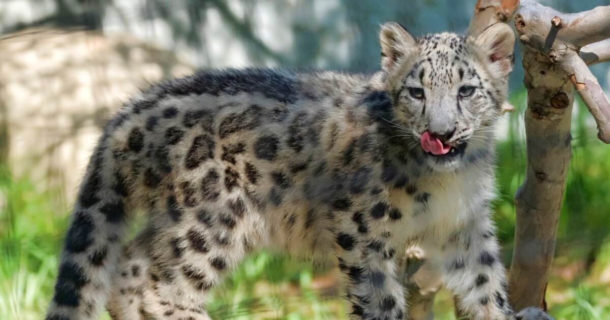 Long-endangered Snow Leopard Upgraded to 'Vulnerable' Status