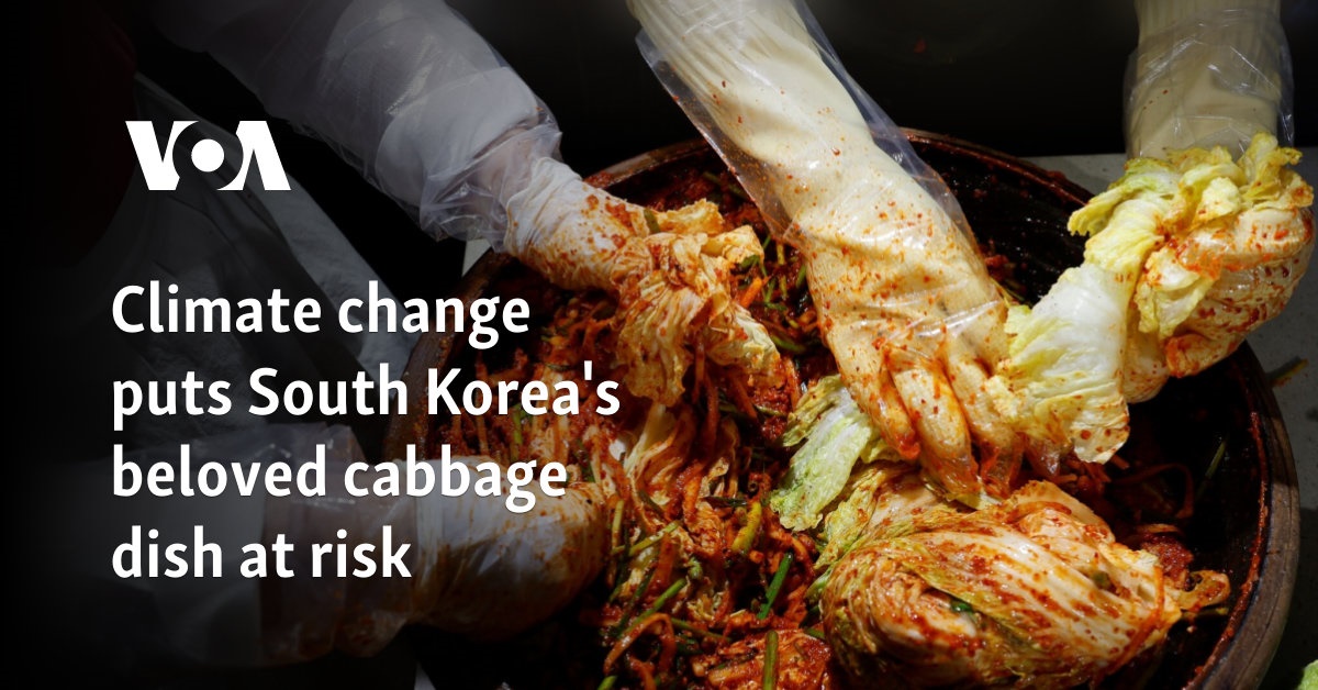 Climate change puts South Korea's beloved cabbage dish at risk
