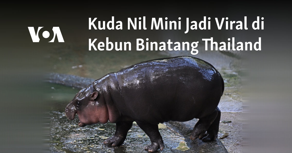 Kuda Nil Mini Jadi Viral di Kebun Binatang Thailand