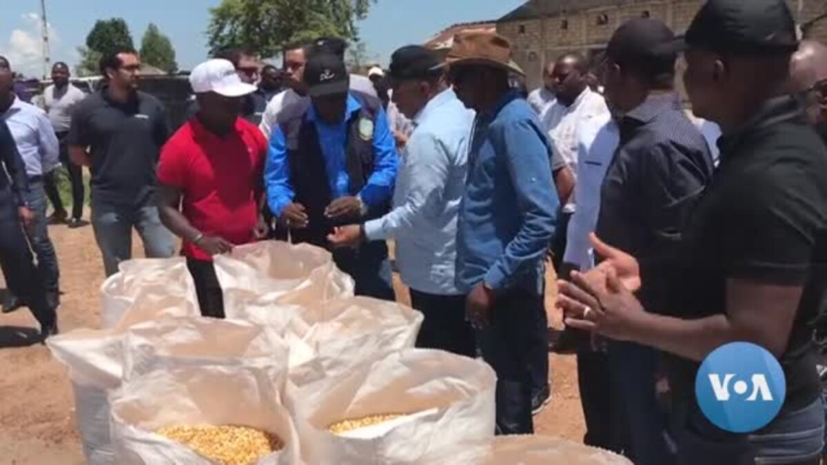 Angola quer diminuir o déficit na produção de milho com agricultura ...