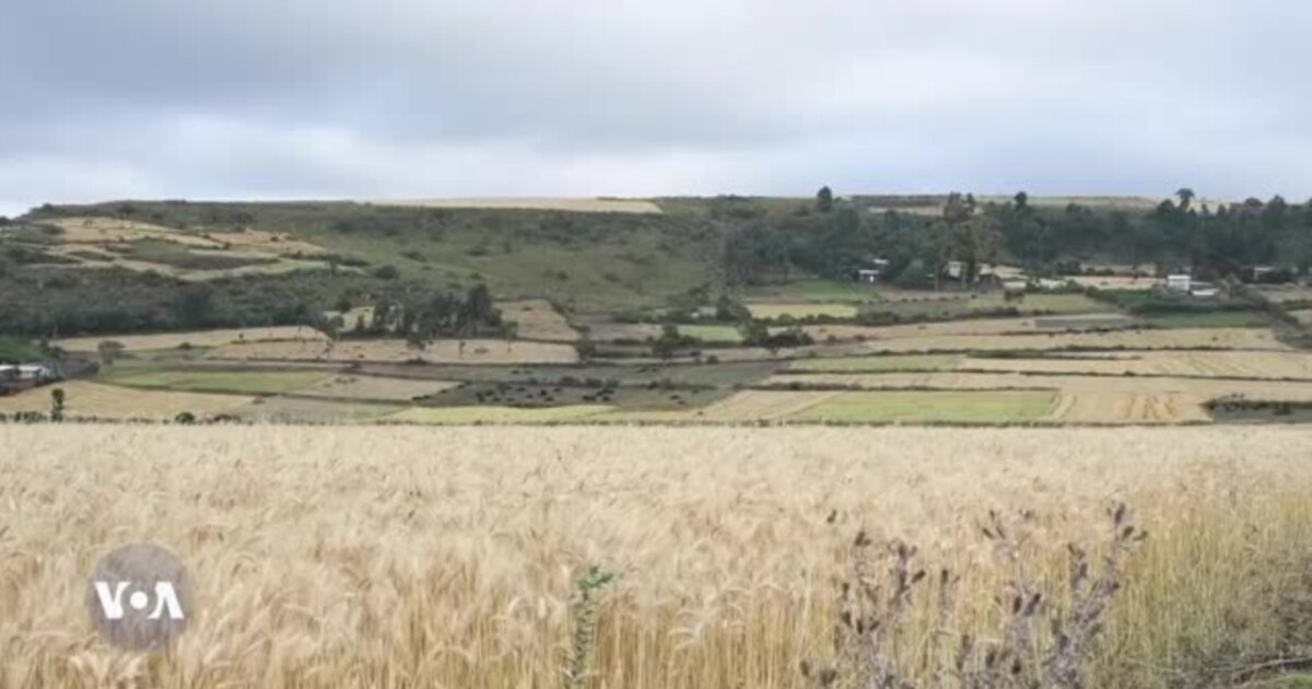 Hanqinni Xa’oo Omisha Keenya Dhiibbaa Guddaa Uume, Jedhu Qonnaan-bultoonni
