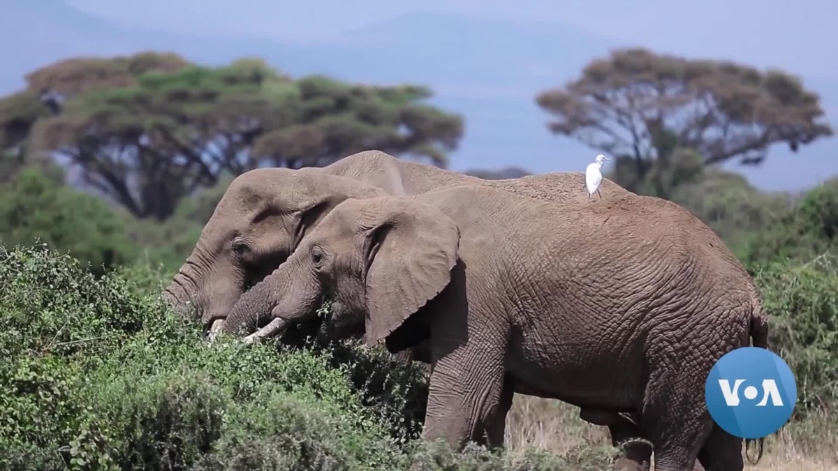 Elephant Conservation Helping Fight Climate Change in Africa