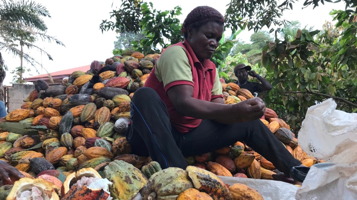 Cocoa Price Surge Provides Boosts to Cameroon's Farmers