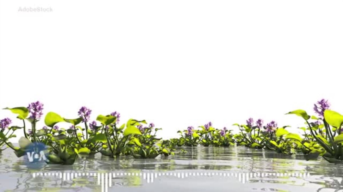 Haramaan ‘Boccee” Jedhamu Haroowwan Danbalii fi Qooqaa Aguugee Qonnaan ...