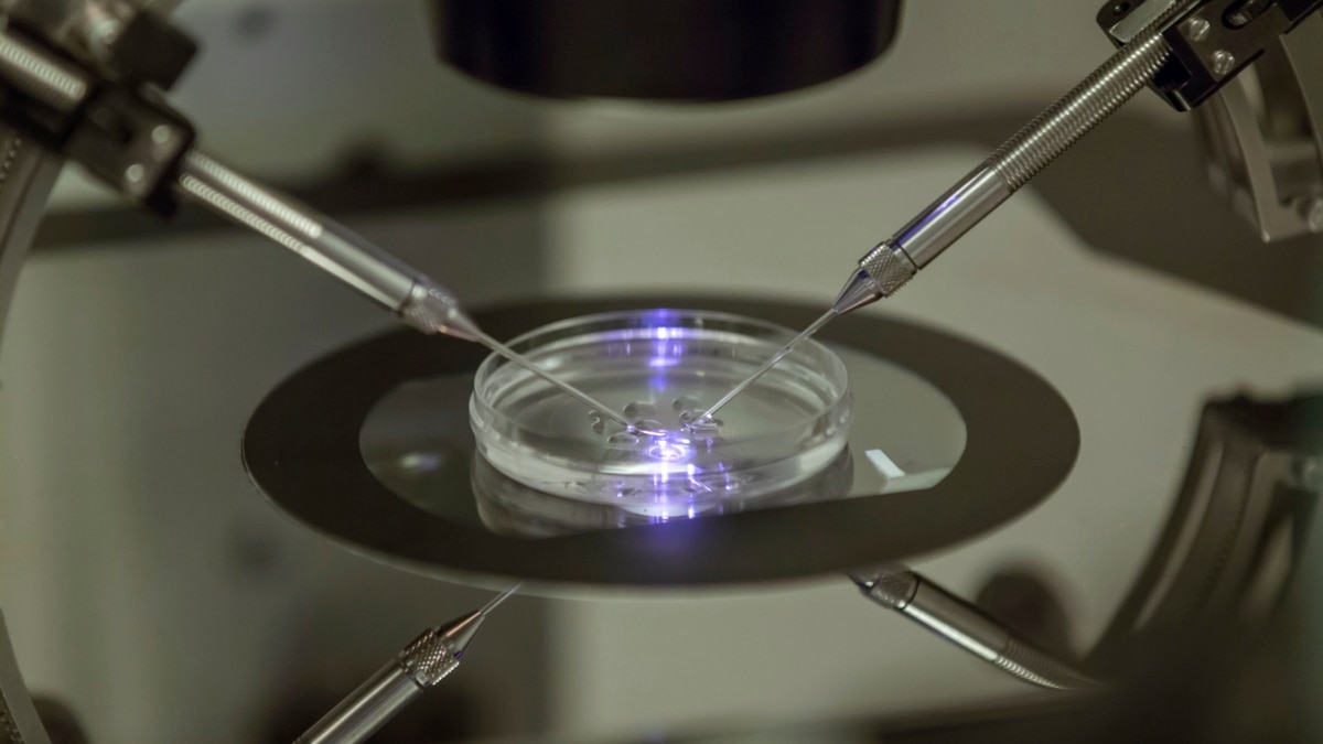 Stem Cells Used to Create Embryo Models to Study Early Human Development