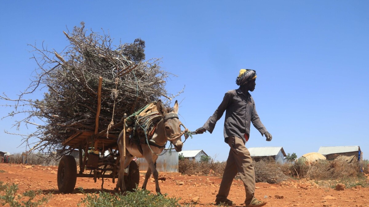 Dakon Itacen Girki Na Fuskantar Barazana Daga 'Yan Ta'addan Sahel