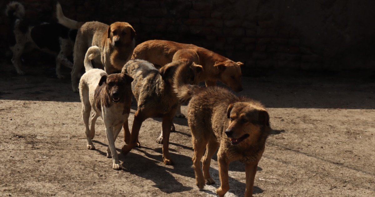 New Rules Seen Worsening India’s Stray Dog Problem