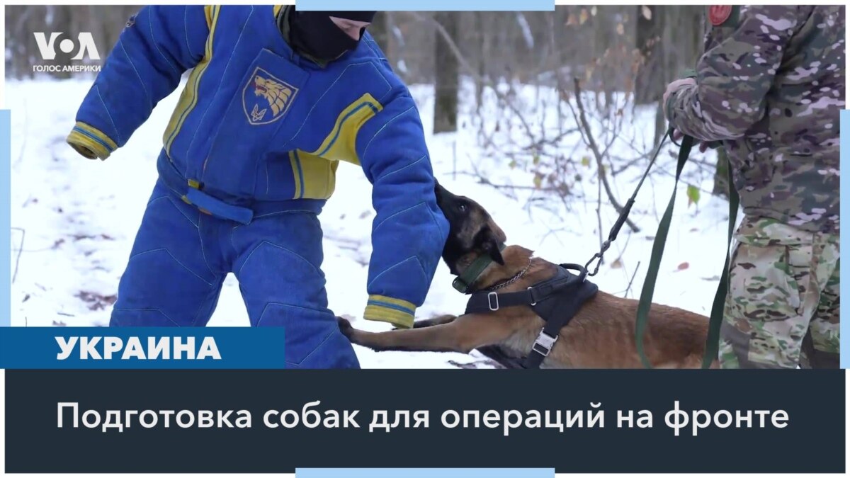 Собаки в рядах ВСУ