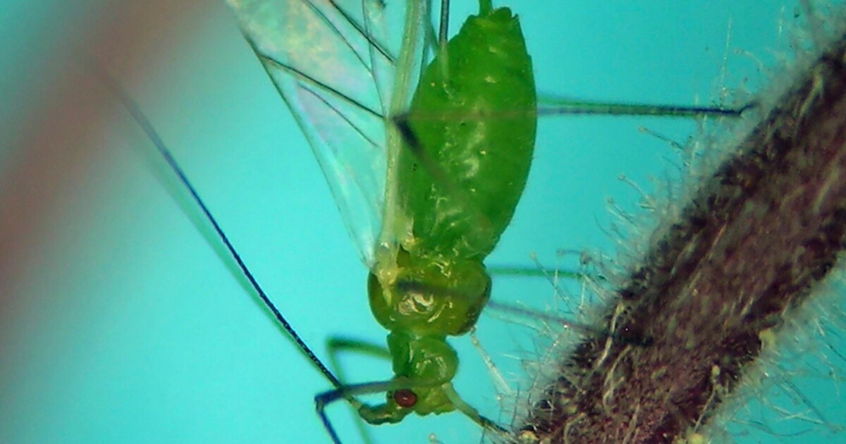 First Smoke, Now Clouds of Bugs Invade New York City