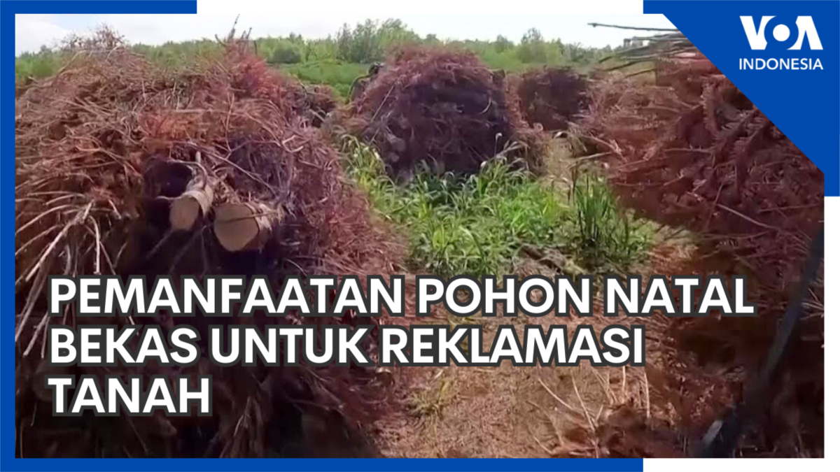 Pemanfaatan Pohon Natal Bekas untuk Reklamasi Tanah