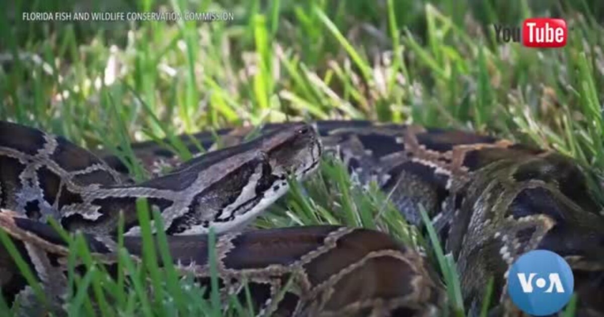 Invasive Animals Wreak Havoc in Florida