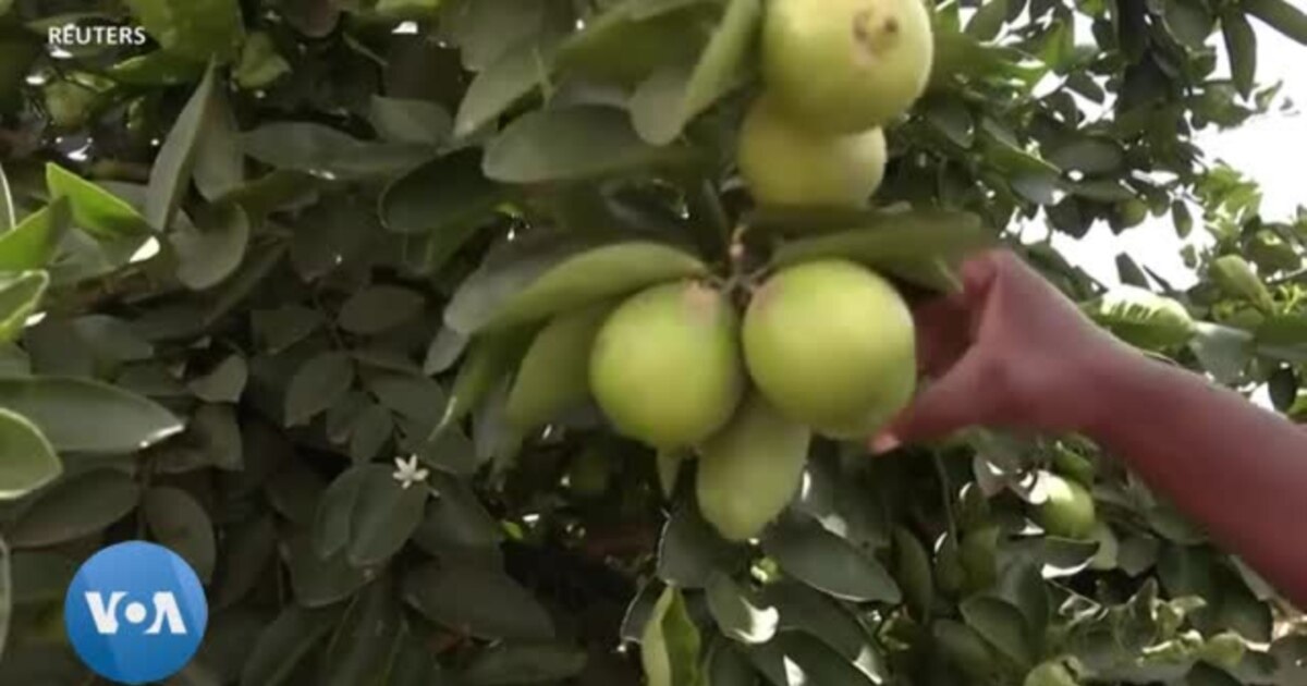 Afrique du Sud : Un projet agricole pour cultiver des citrons et ...