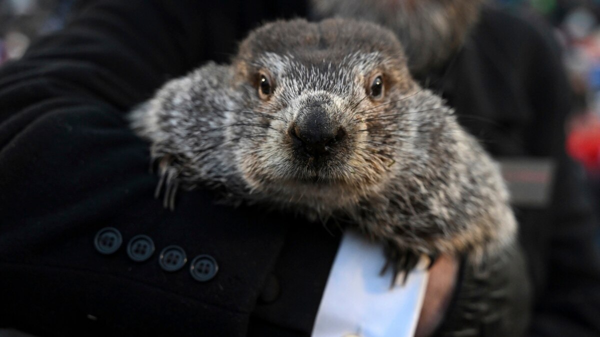 Sve što treba da znate o Danu mrmota