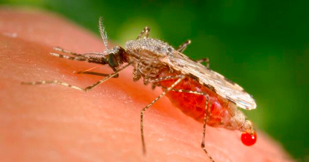 Amid Climate Change, Mosquitoes Migrate; Will Malaria Follow?