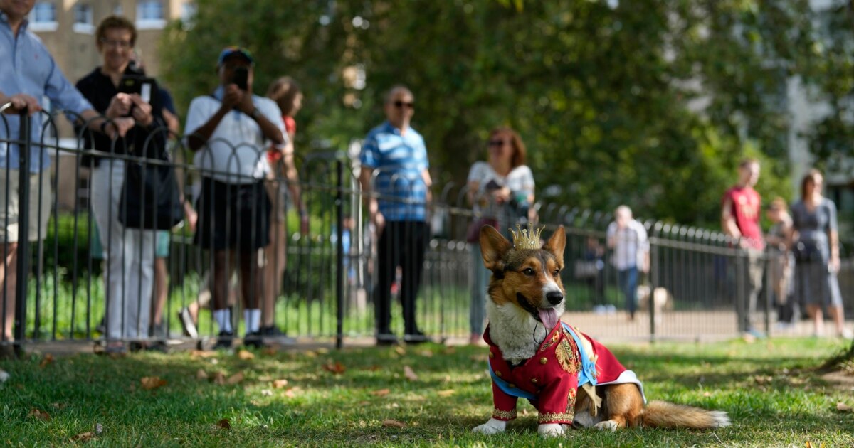 Corgis Parade at Buckingham Palace, Marking Year After Queen Elizabeth ...
