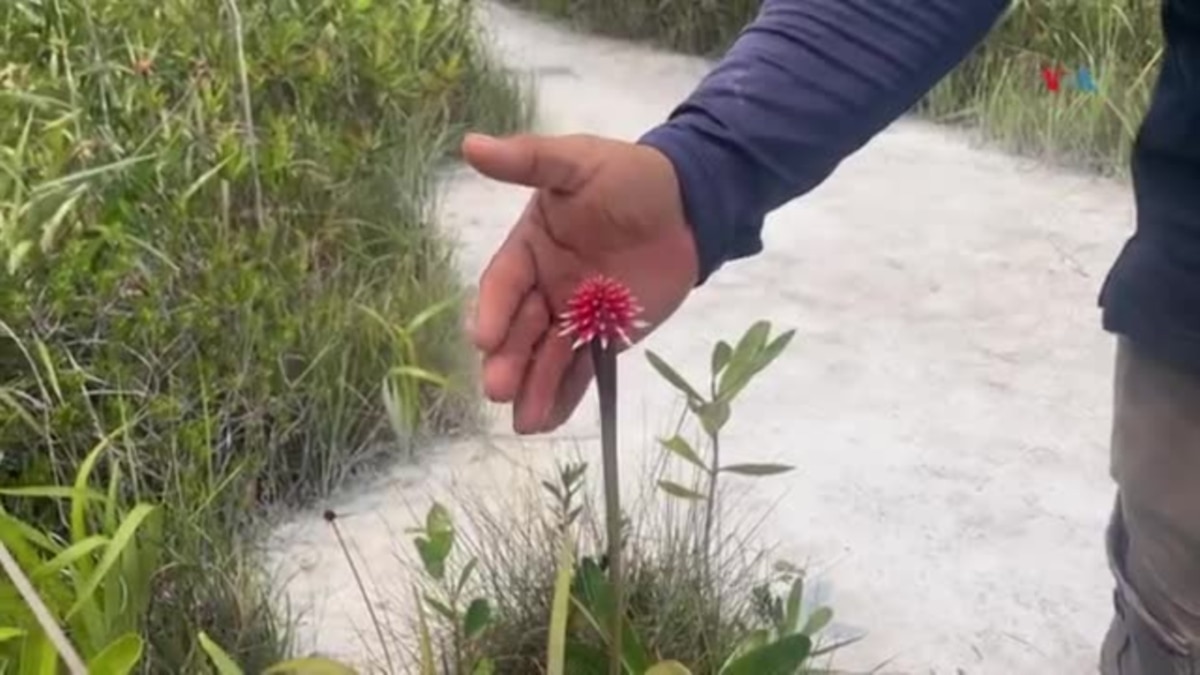 Recorrido por los terrenos del Amazonas colombiano donde nace la Flor ...