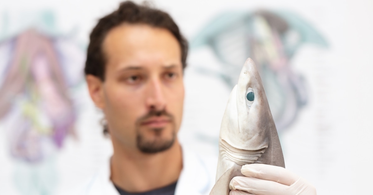 Andrej Gajić: Čuvar ajkula i raža Jadrana