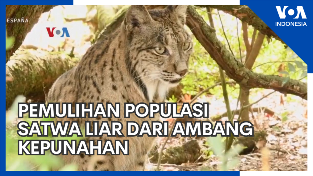 Pemulihan Populasi Satwa Liar dari Ambang Kepunahan