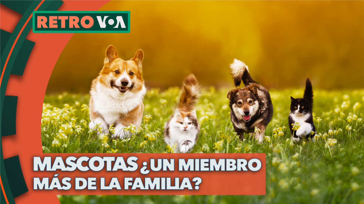 ¿Son las mascotas miembros de la familia o simple compañía?