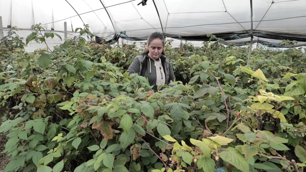 Shqipëri, Manjola Hafizi, fermerja që la punën në bankë për serën me mjedra