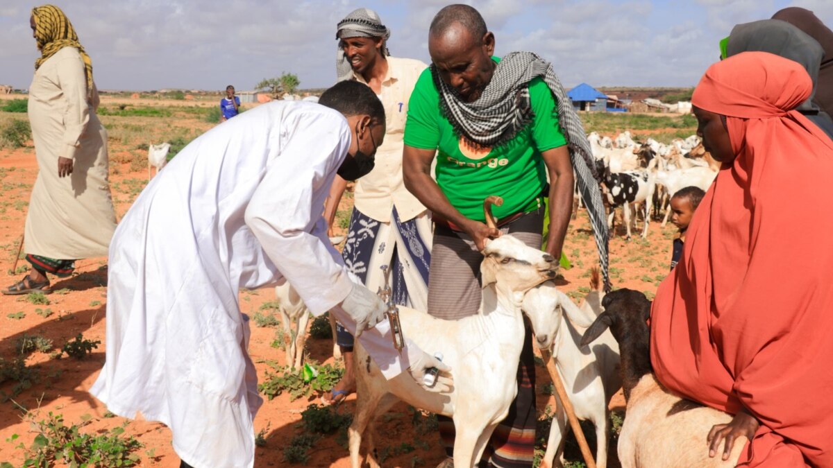 Olole lagu tallaalayo xoolaha oo ka billowday Soomaaliya