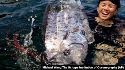 Oarfish Rare 'doomsday Fish' Associated With Impending Disasters
