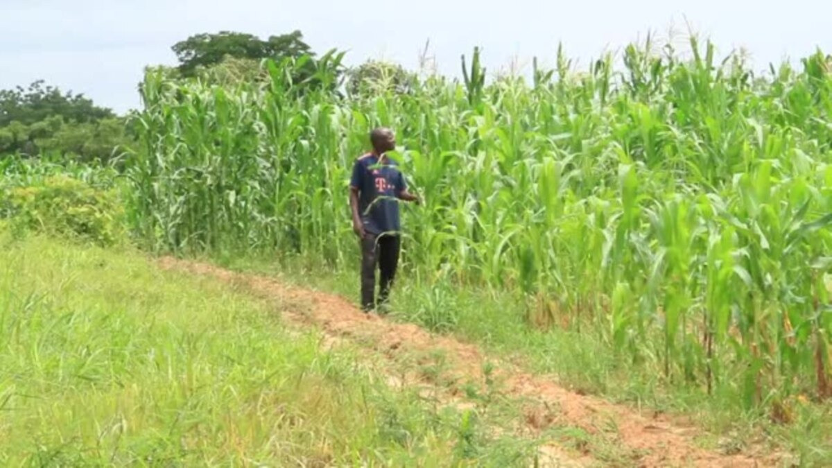 Nigerian ginger farmers struggle after massive disease outbreak