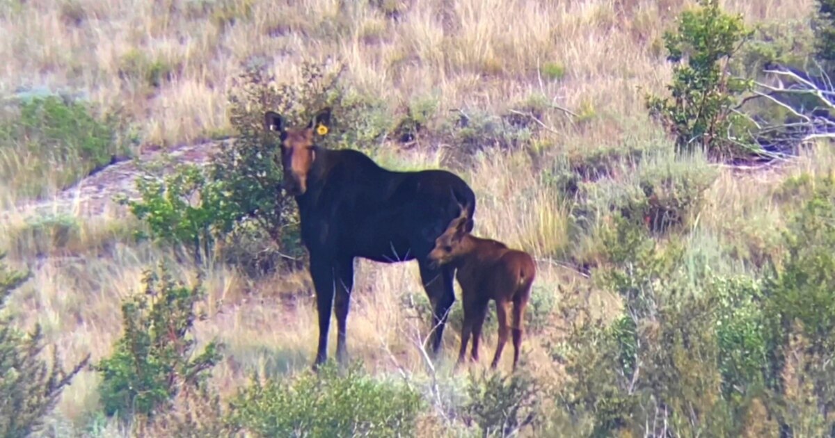 Climate Change Shrinks Nevada's First Big-Game Moose Hunt