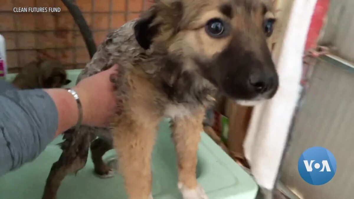 US Volunteers Take Care of Dogs in Chernobyl Exclusion Zone