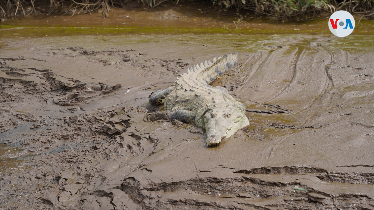 Cocodrilos, un atractivo turístico en Costa Rica