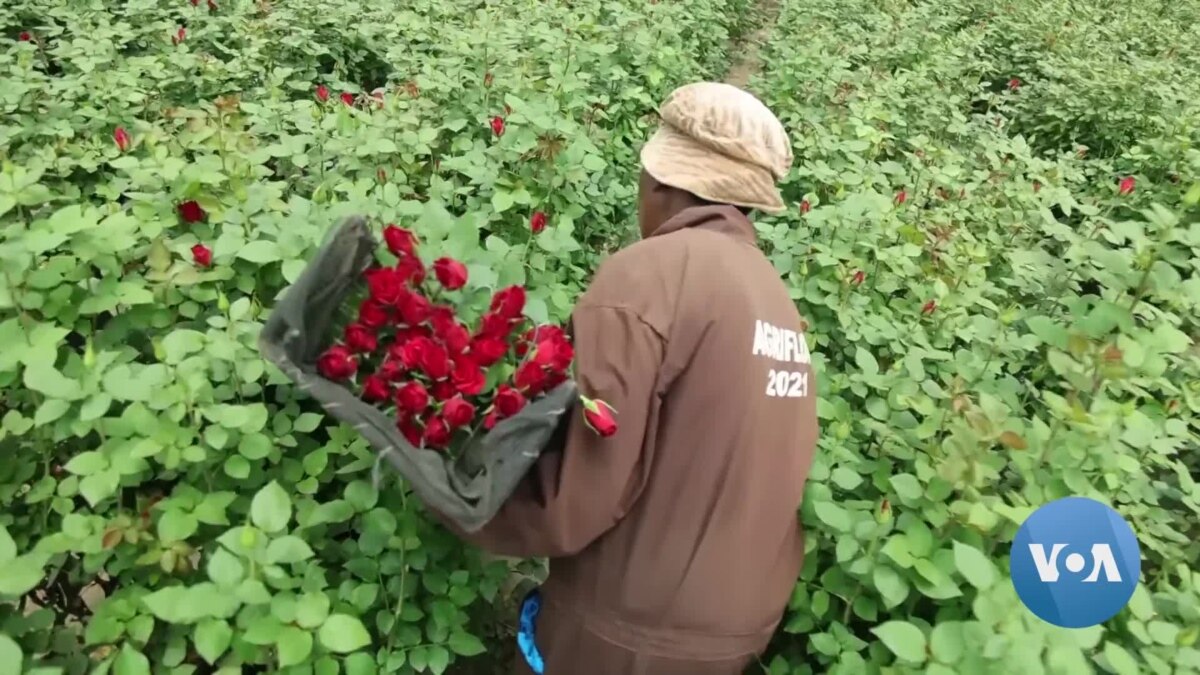 Kenya's Big Flower Farms Shift to Solar Power