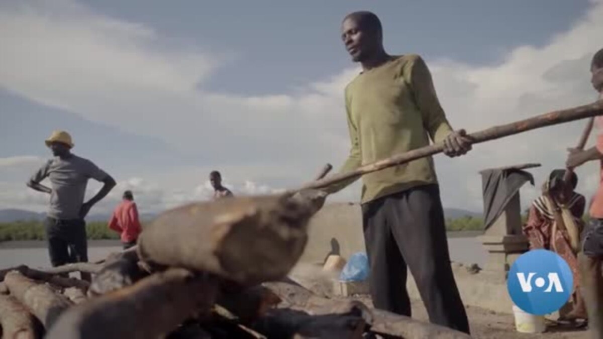 Guinea: Illegal Mangrove Logging Devastates Wildlife