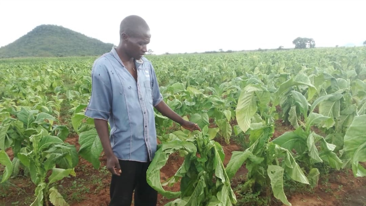 Varimi veFodya kuMashonaland West Vochemachema neKuparadzwa Kwakaitwa ...