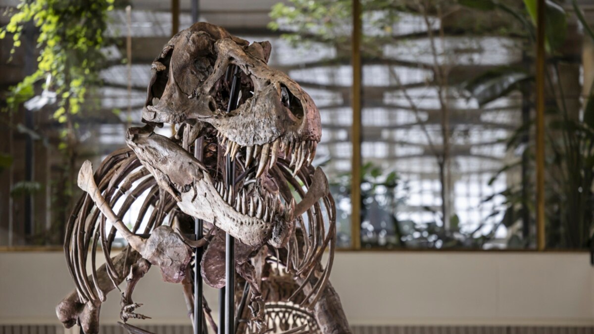 'Trinity' T-Rex Gets Public Display