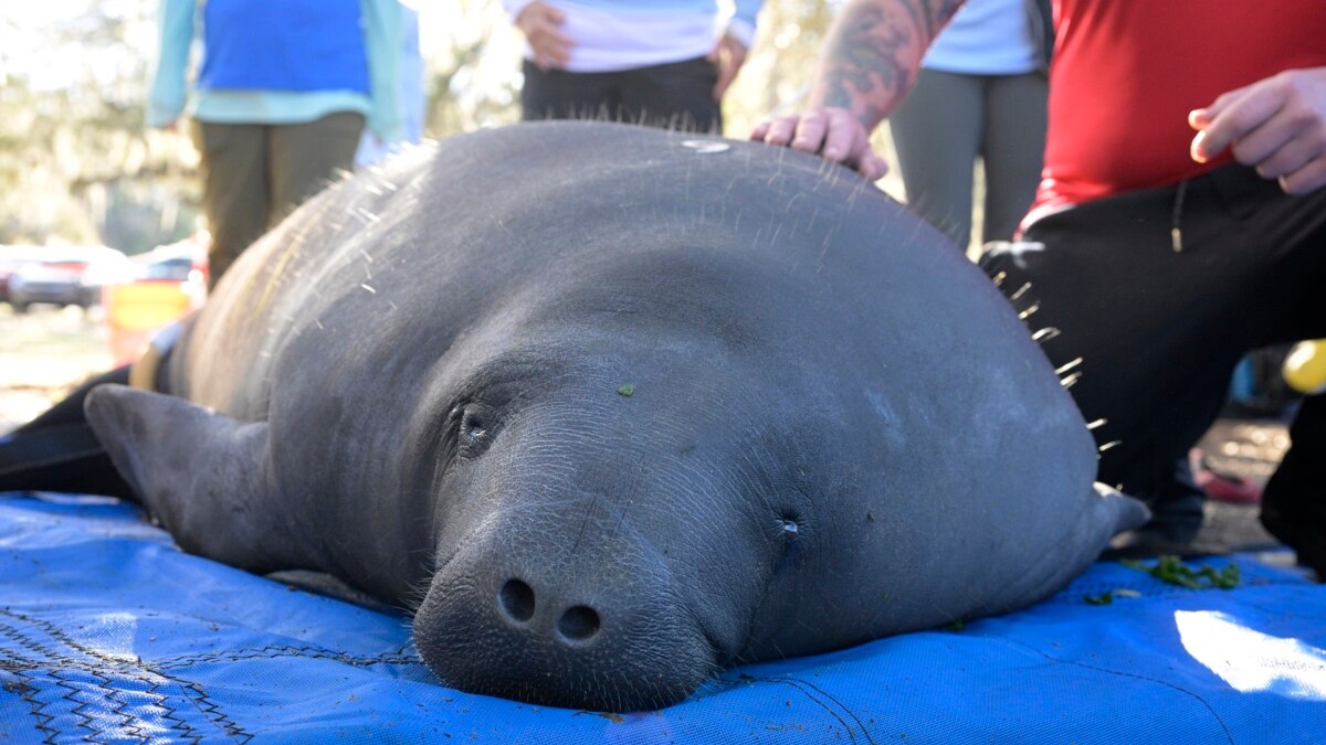 Dua Belas Lembu Laut Dilepasliarkan Setelah Direhabilitasi di Florida