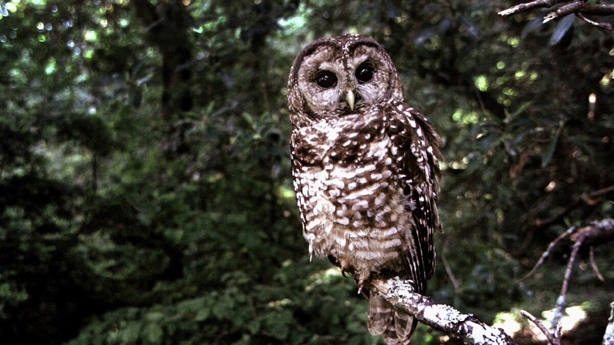 US Agency Proposes California Spotted Owl Protection