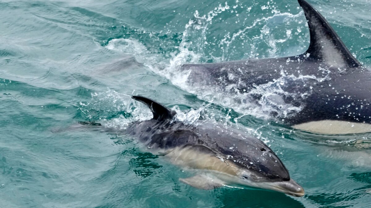 Un Members Adopt First Ever Treaty To Protect Marine Life In High Seas
