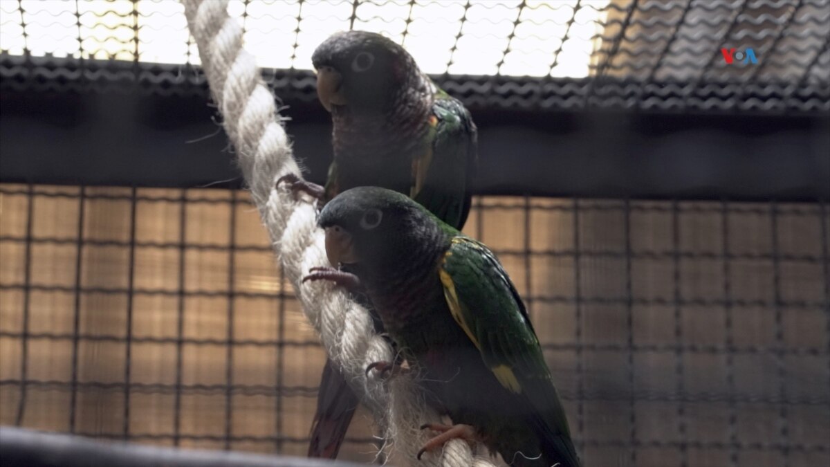 Por primera vez nacen en cautiverio pericos aliamararillos, una especie ...
