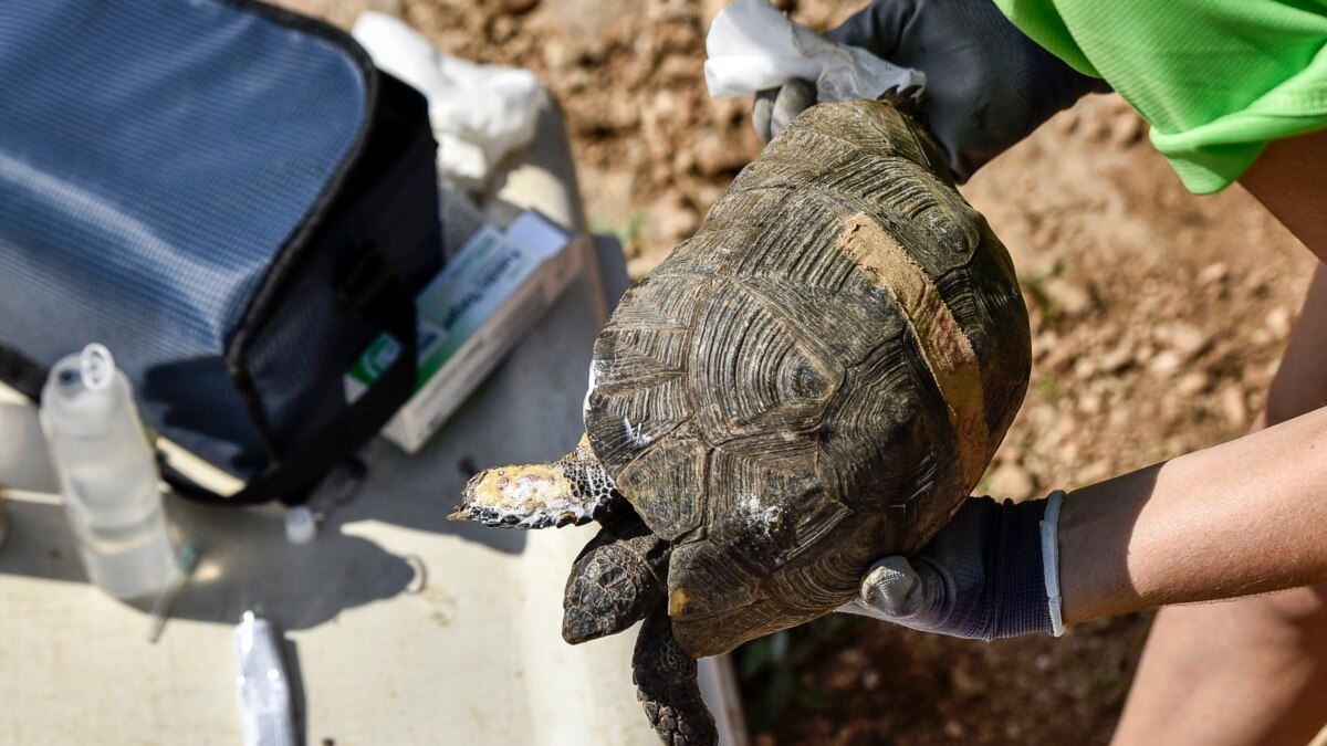 Injured Tortoises Make Slow Recovery From Greece Fires