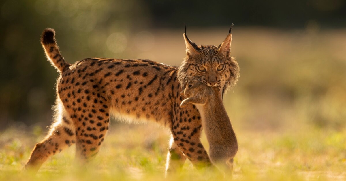 Wild Cat Is Back from Near Extinction