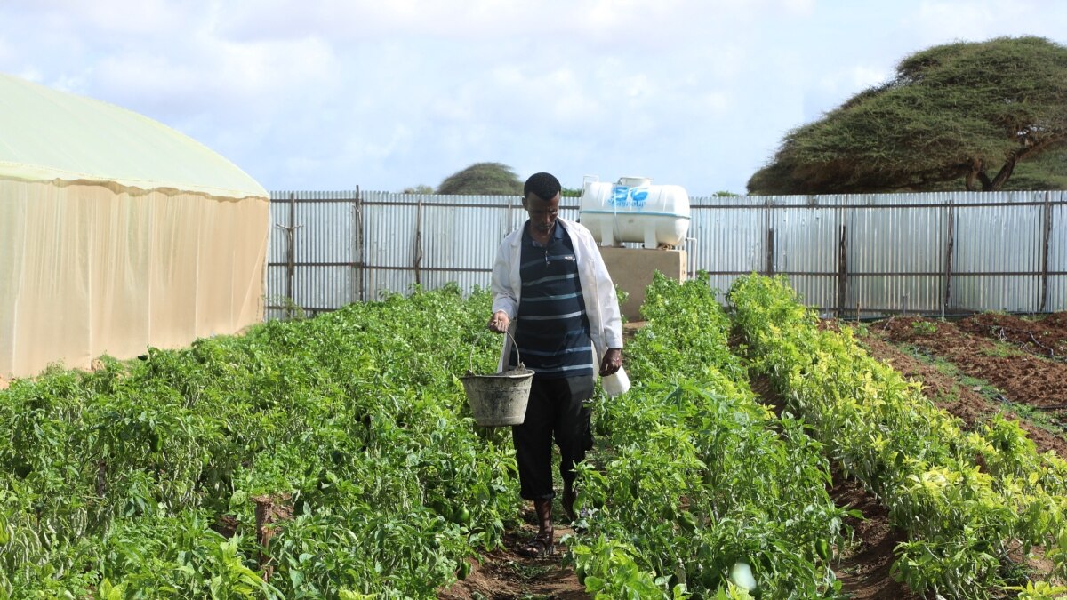 Beeraleyda Sool oo kordhiyay wax soo saarka khudaarta