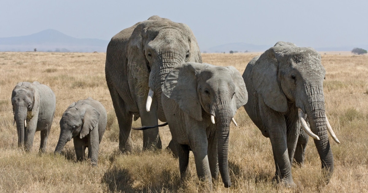 Researchers Studying Cancer in Wildlife Grapple With Why Some Get the ...