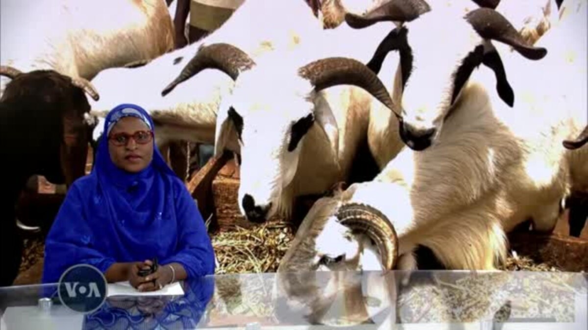 Yadda Hada-Hadar Ragunan Layya Ke Tafiya