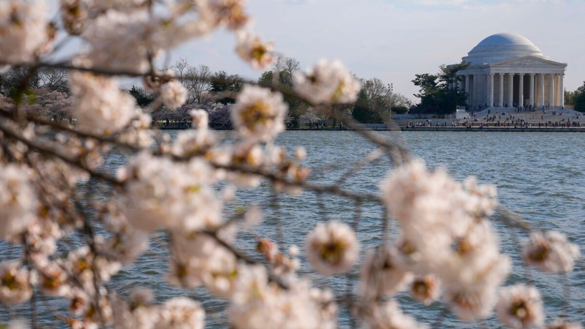 Japon ap Fè Washington Kado 250 Nouvo Pye Bwa Cherizye