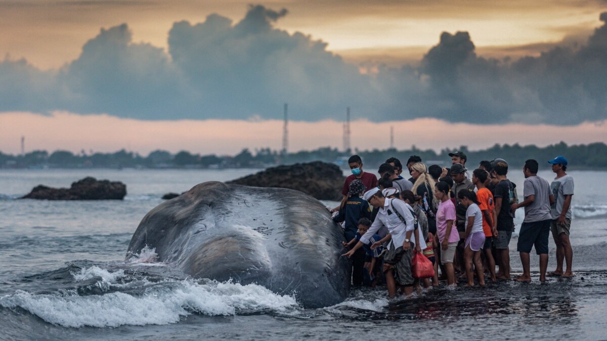 Ratusan Mamalia Laut Terdampar di Timur Indonesia, Pemerintah Didorong ...