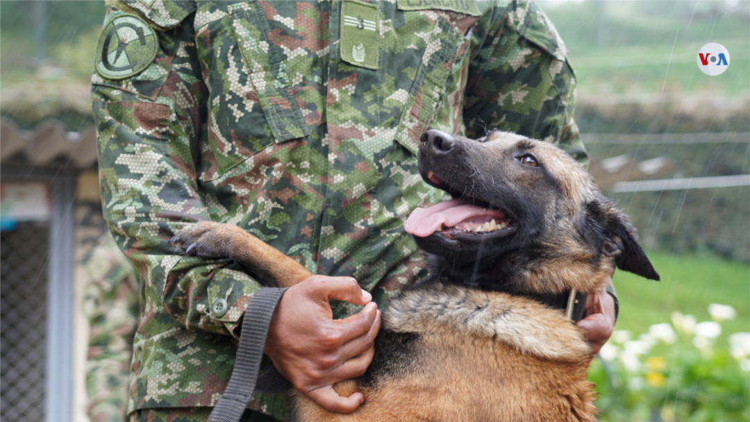 Los Perros Militares Viven Con Sus Amos