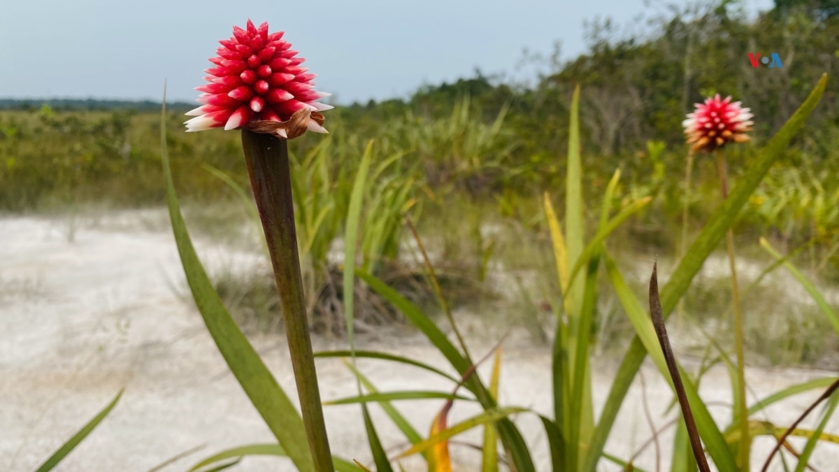 En Fotos | Flor de Inírida, la planta que nace en terrenos indígenas e ...