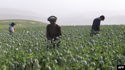 Opium Crops Islamic State Eradicating Afghan Poppy Crops